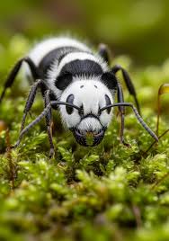 The Hidden Danger of Nature’s Cutest: The Panda Ant – New and Tips