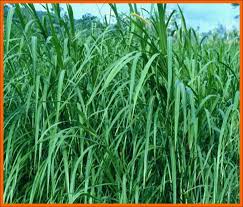 Macam-macam Runput ~ DharmanS