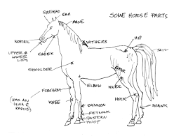 英和画像辞典：(hind part)の関連画像一覧！ – おもしろい英文法