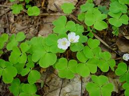 英和画像辞典：(stavel)の関連画像一覧！ – おもしろい英文法