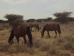 英和画像辞典：(erigabo)の関連画像一覧！ – おもしろい英文法