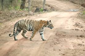 英和画像辞典：(maldhok)の関連画像一覧！