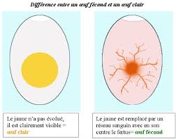 Photo d'un oeuf fécondé