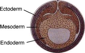 英和画像辞典：(ectoderm, top level of skin layer.)の関連画像一覧！