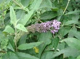 英和画像辞典：(modugu tree)の関連画像一覧！ – おもしろい英文法