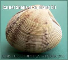 英和画像辞典：(carpet shells)の関連画像一覧！
