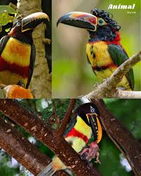 The Curl-Crested Aracari: The Amazon’s Feathered Fashion Icon – New and ...