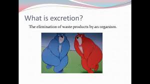 英和画像辞典：(excreation)の関連画像一覧！