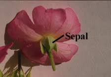 英和画像辞典：(sepal)の関連画像一覧！ – おもしろい英文法