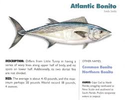 英和画像辞典：(atlantic bonito)の関連画像一覧！ – おもしろい英文法