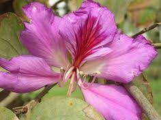 英和画像辞典：(modugu tree)の関連画像一覧！ – おもしろい英文法