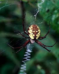 One big garden spider ! - Discussion Forums - Banjo Hangout