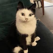 “Professor Waffles McSquee: The Heroic Tale of a Cat and His Floating ...