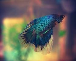 Betta Fish Fin Loss 101: Causes, Care, and Prevention Tips