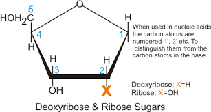 英和画像辞典：(deoxiribose)の関連画像一覧！