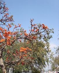 英和画像辞典：(modugu tree)の関連画像一覧！ – おもしろい英文法