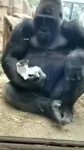 The Unexpected Friendship: Kayla the Gorilla and Her Stray Cat – New ...