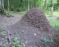 La fourmiliere est une fantastique structure