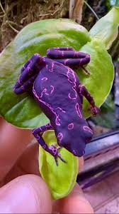The Purple Harlequin Toad – The Most Colorful Toad on Earth! 😲 – New ...