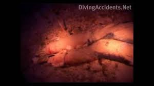 英和画像辞典：(diver corpse)の関連画像一覧！ – おもしろい英文法