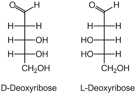 英和画像辞典：(deoxiribose)の関連画像一覧！