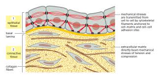 英和画像辞典：(extracellular)の関連画像一覧！ – おもしろい英文法
