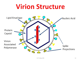 英和画像辞典：(virions)の関連画像一覧！ – おもしろい英文法