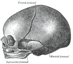英和画像辞典：(bregma (region on human skull))の関連画像一覧！ – おもしろい英文法