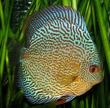 The Daily Fish: Snakeskin Discus