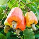 英和画像辞典：(tropical tree with kidney shaped nut)の関連画像一覧！ – おもしろい英文法