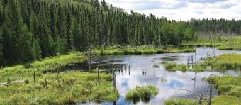 英和画像辞典：(marsh)の関連画像一覧！