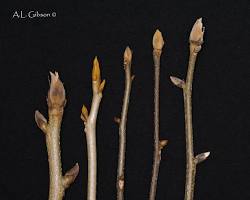 How to Identify Hickory Trees: A Comprehensive Guide