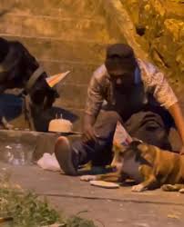A Birthday Reborn: A Man’s Healing Journey with Two Strays – New and Tips