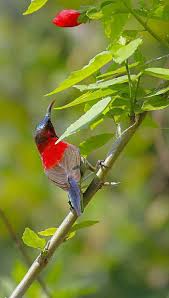 “Flaming Elegance: The Striking Beauty of a Fiery Red-Tailed Bird ...
