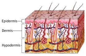 The Subcutaneous tissue (Hypodermis) | Official Integumentary System ...