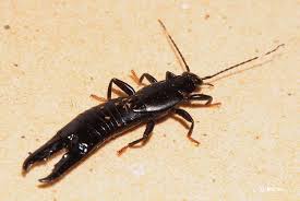 英和画像辞典：(chelisoches)の関連画像一覧！ – おもしろい英文法