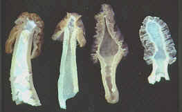 英和画像辞典：(true morels and verpas)の関連画像一覧！