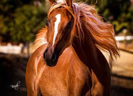 英和画像辞典：(prince panuragui bright chestnut.)の関連画像一覧！