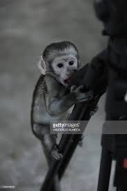 英和画像辞典：(originary)の関連画像一覧！