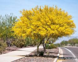 Pros and Cons of Palo Verde Trees: 4 Surprising Facts