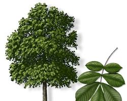 How to Identify Hickory Trees: A Comprehensive Guide