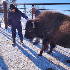 “The Mighty American Bison: Strength, Speed, and Survival in the Wild ...