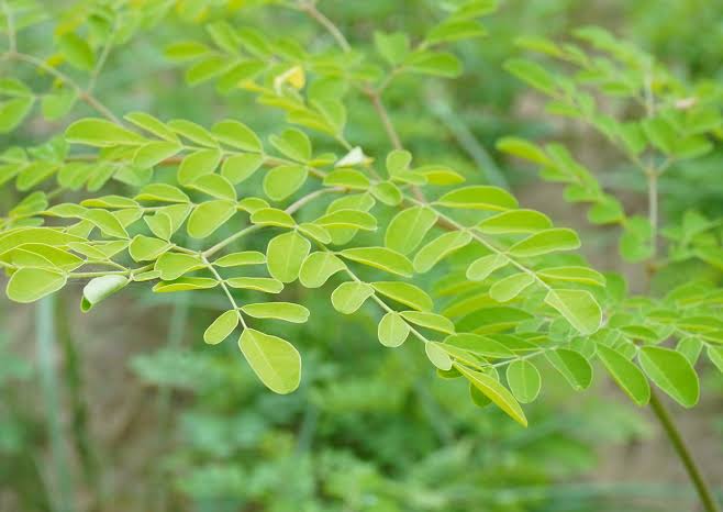 Generic World: Moringa Oleifera: Nature's Miracle Tree Unveiled