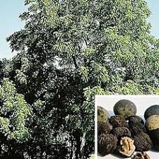 英和画像辞典：(tropical tree with kidney shaped nut)の関連画像一覧！ – おもしろい英文法