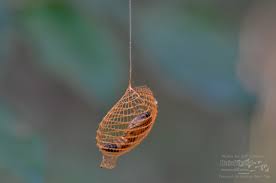 英和画像辞典：(cocoon)の関連画像一覧！