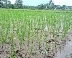 OTAK ATIK MATUK CHANEL: MACAM-MACAM METODE DALAM MENANAM PADI