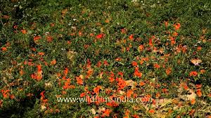 英和画像辞典：(modugu tree)の関連画像一覧！ – おもしろい英文法