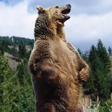 英和画像辞典：(managed to bear)の関連画像一覧！