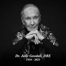 The Legacy of Jane Goodall: A Lifetime of Hope, Science, and ...