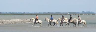 英和画像辞典：(camargue (area in france))の関連画像一覧！